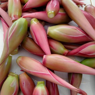 Jual Kecombrang Medan 1KG / Kecombrang Berastagi / Kecombrang Honje ...