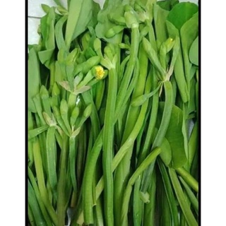 Jual Sahabatdapur Sayur Genjer/Genjer/Sayur Segar 1ikat | Shopee Indonesia