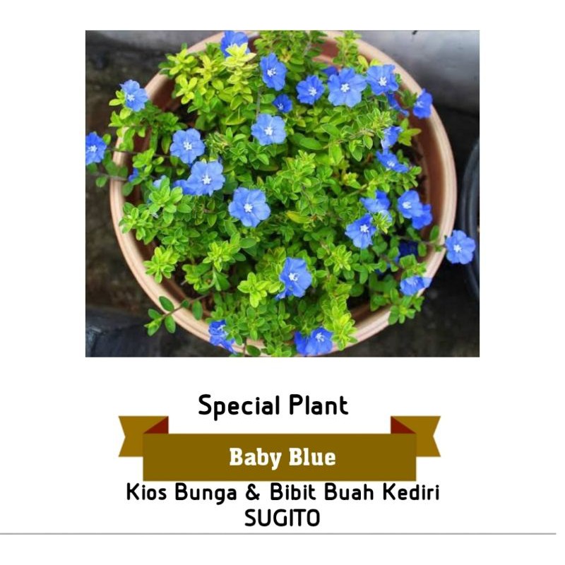 Bunga Baby Blue (sudah berbunga,rimbun) | Shopee Indonesia
