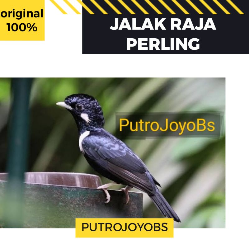 Jual JALAK RAJA PERLING STARLING SULAWESI | Shopee Indonesia