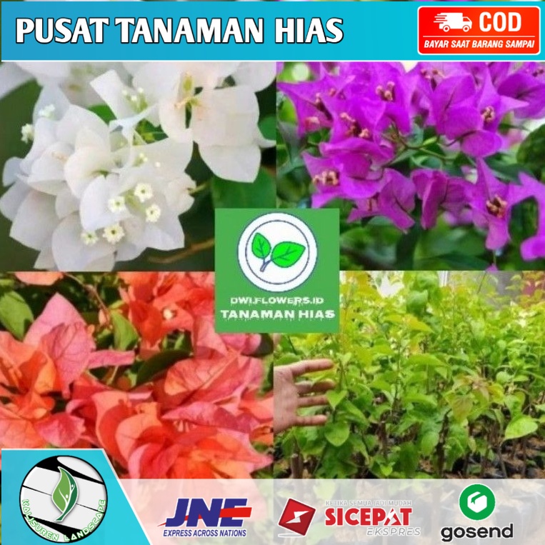 Jual ( BISA COD ) PROMO Tanaman Hias Bugenvile Varian Warna Bunga ... Jual ( BISA COD ) PROMO Tanaman Hias Bugenvile Varian Warna Bunga ...