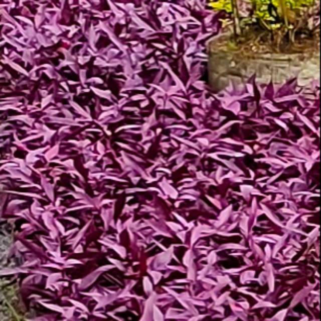 Jual Pohon erpah- bayam merah menjual pohon erpah | Shopee Indonesia