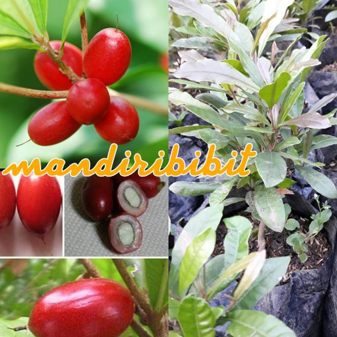 Jual KWA1 BIBIT TANAMAN BUAH AJAIB MIRACLE FRUIT A1 | Shopee Indonesia