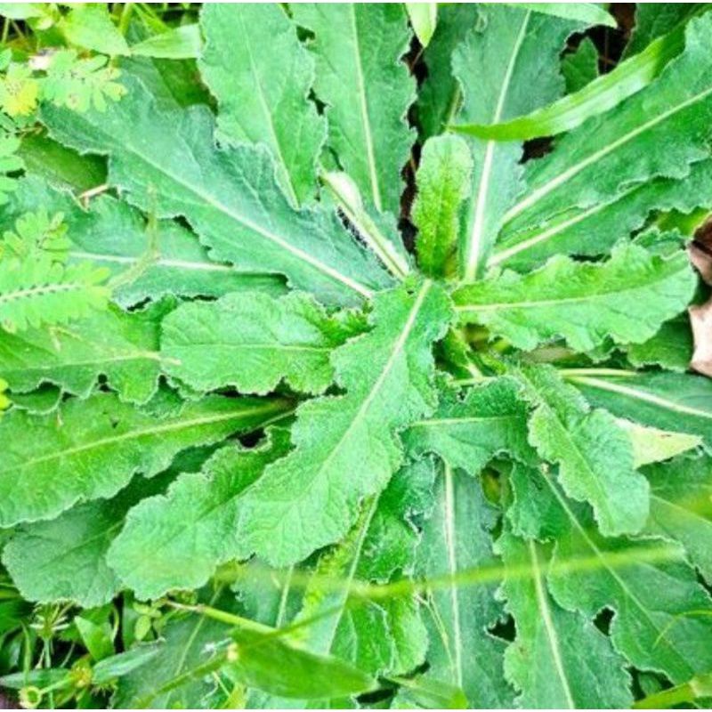 Jual tapak Liman tanaman tapak Liman fresh 200g daun batang akar utuh ...