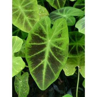 Jual KELADI BLACK MAGIC - CALADIUM BLACK MAGIC | Shopee Indonesia