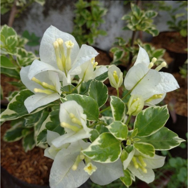 Jual Tanaman Bugenvil Variegata Bunga Bougenville putih Indonesia ...