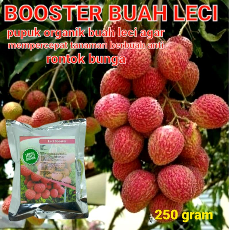 Jual Pupuk leci booster pupuk khusus tanaman leci agar cepat berbuah anti rontok bunga pupuk ...