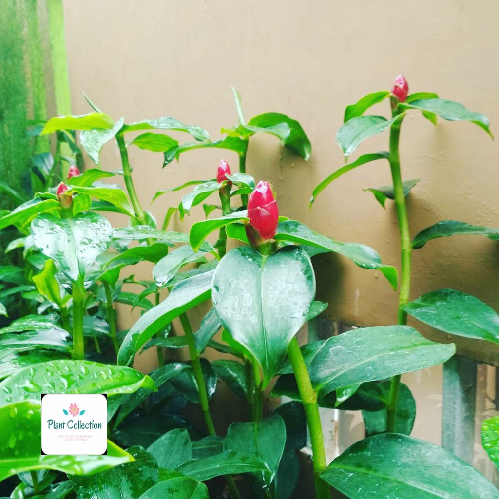 Jual TANAMAN HIAS COSTUS WOODSONII | PACING PENTUL Indonesia|Shopee ...