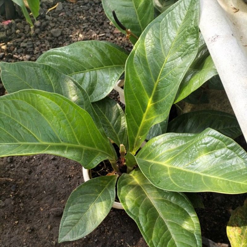 Jual ANTURIUM JEMANI BESAR | Shopee Indonesia