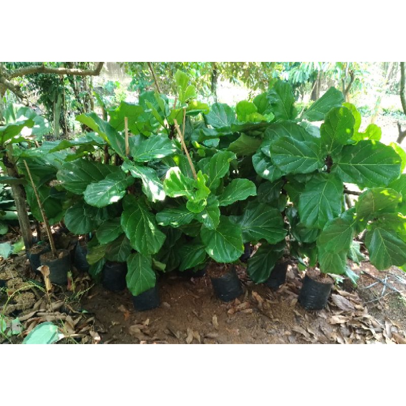 Jual Tanaman Ketapang Biola Cantik Ficus Lyrata | Shopee Indonesia