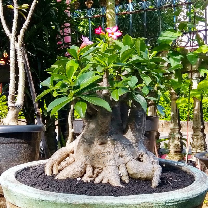 Jual Bibit bonsai bunga adenium thaisoco | Shopee Indonesia