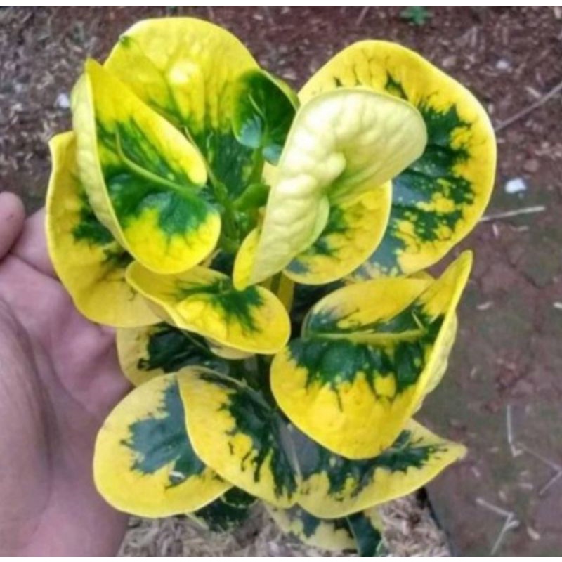 Jual Tanaman hias puring apel andromeda/tanaman puring Indonesia|Shopee ...