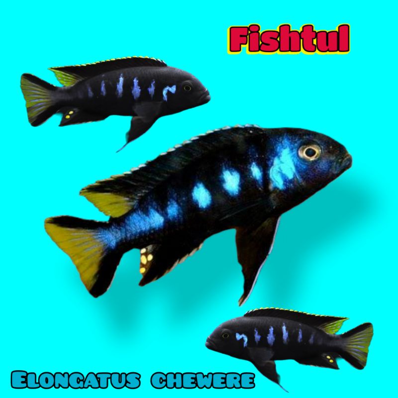 Jual Cichlid Elongatus Chewere | Shopee Indonesia