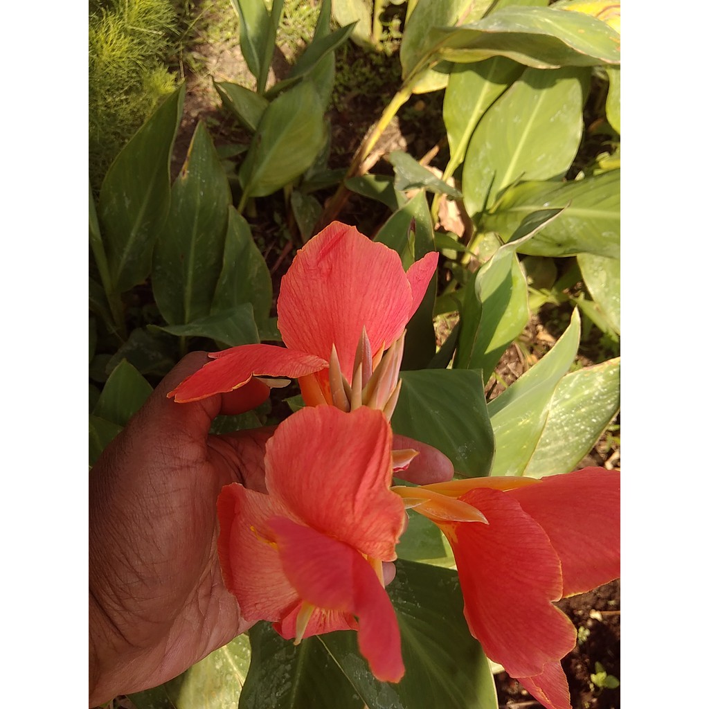 Jual BUNGA KANNA INDIKA ~ CANNA INDICA.Minim order 4 pohon @ | Shopee ...