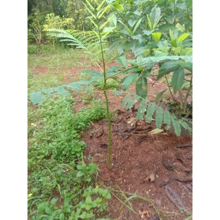 Jual pohon solobium pakis brazil pohon parahiba 1m Indonesia|Shopee ...