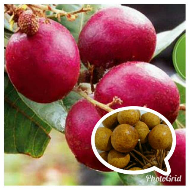 Jual Paket 2 Bibit Kelengkeng (Giant Longan + Merah) | Shopee Indonesia