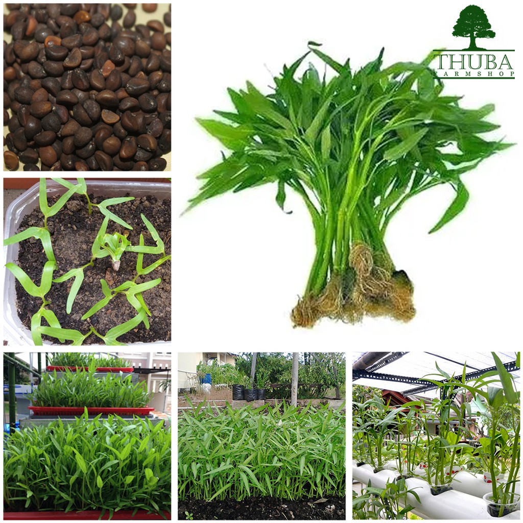 Jual 1000 Biji - Benih Kangkung BANGKOK LP-1 - Bibit Kangkung Darat ... Jual 1000 Biji - Benih Kangkung BANGKOK LP-1 - Bibit Kangkung Darat ...
