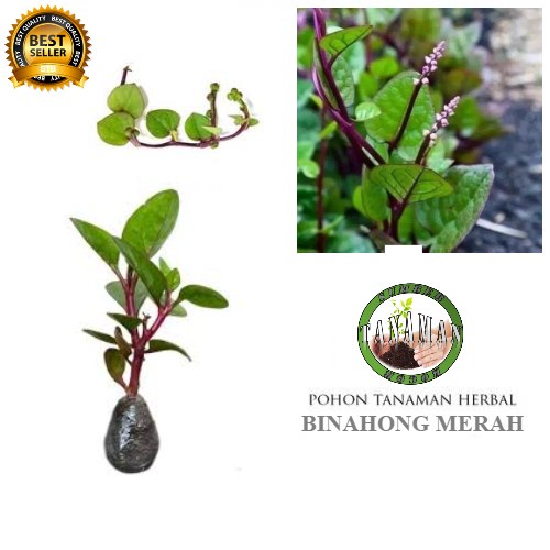 Jual Obral Bibit Pohon Tanaman Herbal Daun Binahong Merah Gendola
