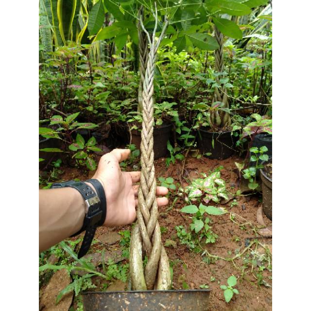 Jual Pacira kepang 5 pacira pohon uang | Shopee Indonesia