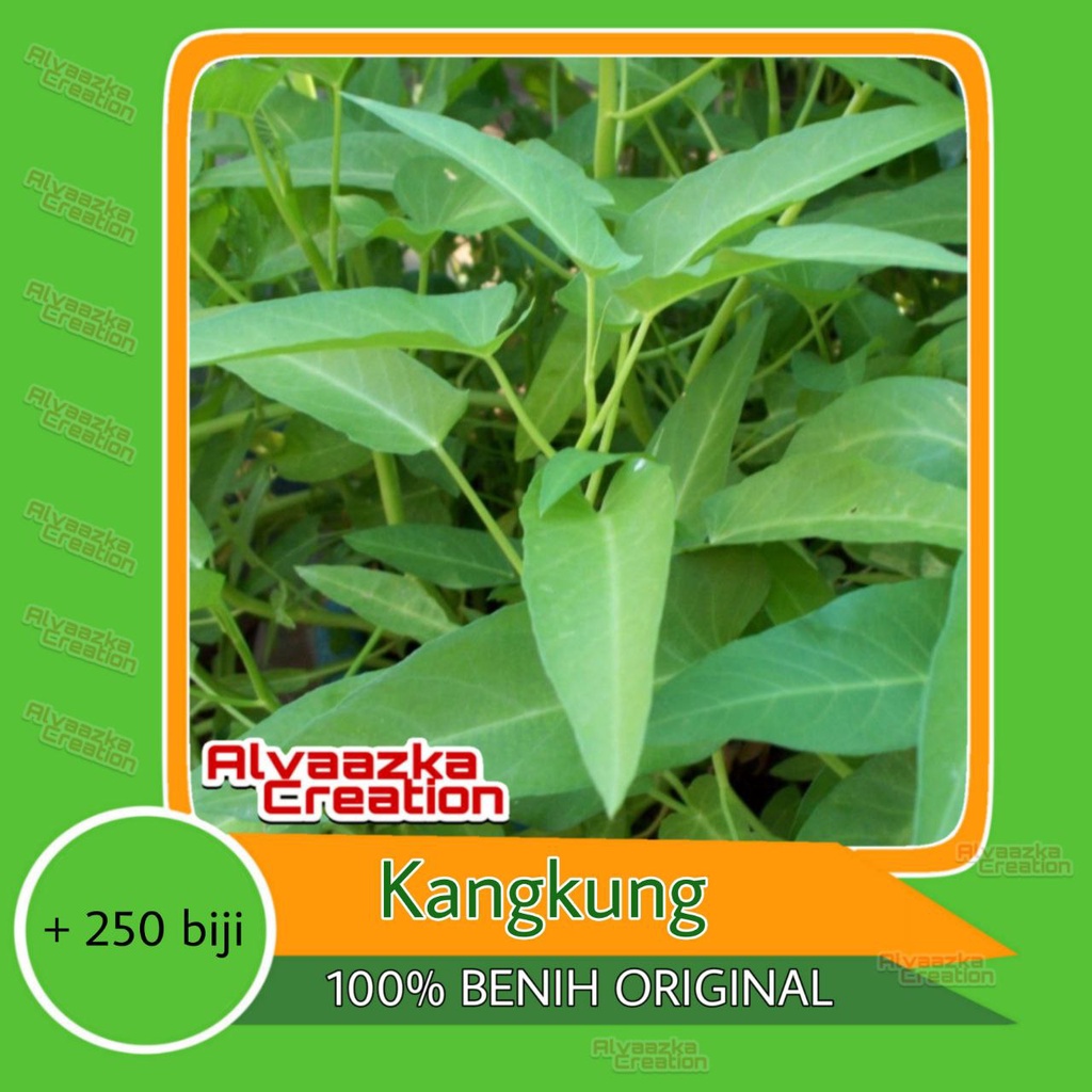 Jual 250 Biji Benih Kangkung Daun Lebar Bibit Sayuran Hidroponik Hijau ...