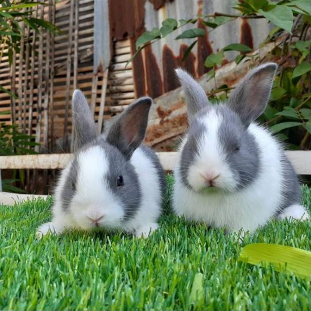 Produk Comel Petshop | Shopee Indonesia