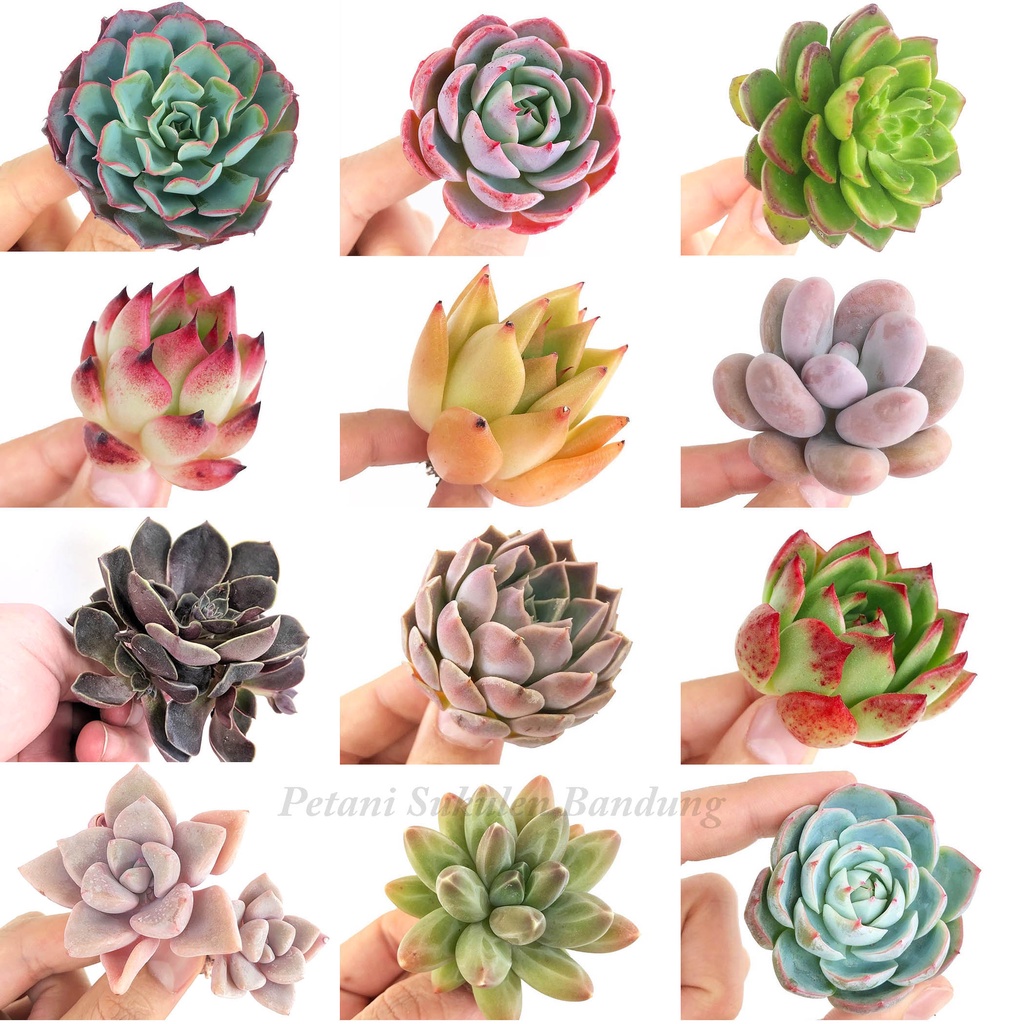 Jual Kaktus Sukulen Mini PILIH jenis GRATIS POT sekulen mini tanaman ...