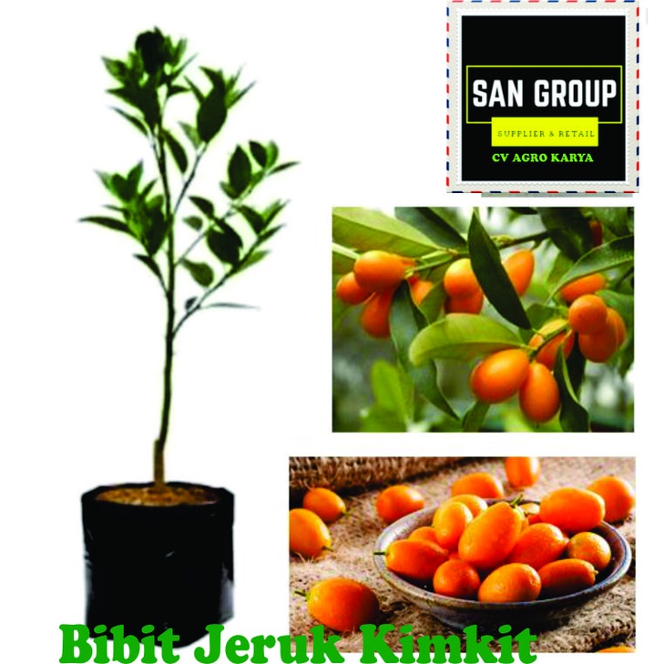 Jual THE BEST Bibit Tanaman Pohon Jeruk Kimkit Nagami Kumkuat Kingkit ...