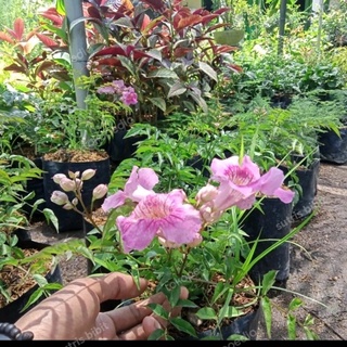 Jual Tanaman Bunga Tecomaria Pink Berbunga | Shopee Indonesia