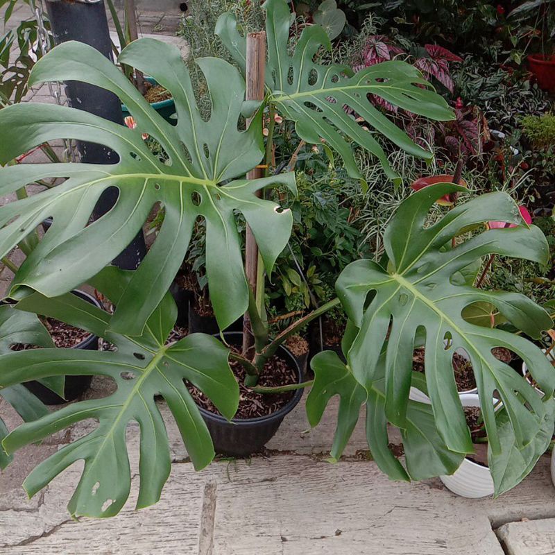 Jual monstera king delisiosa ukuran besar, real pick | Shopee Indonesia