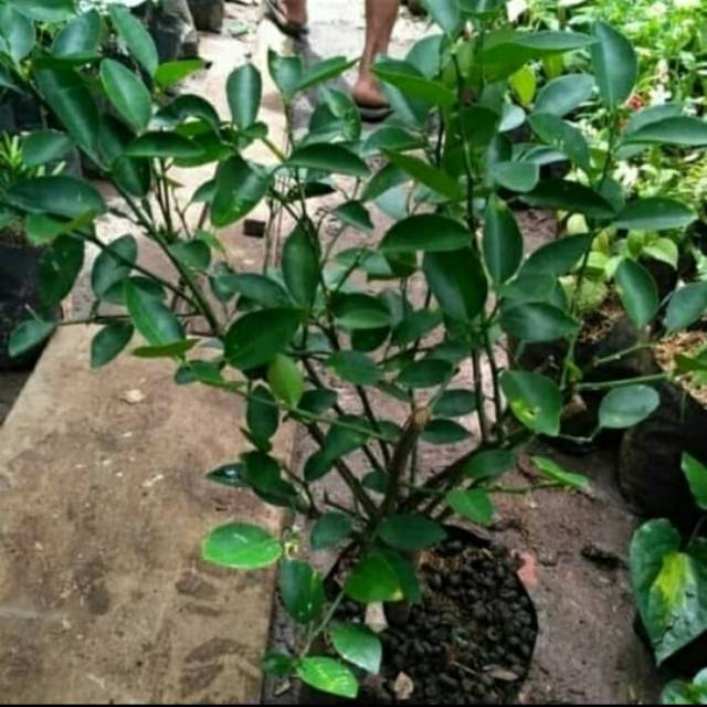 Jual Pohon Jeruk Nipis-Bibit Pohon Jeruk Nipis | Shopee Indonesia Jual Pohon Jeruk Nipis-Bibit Pohon Jeruk Nipis | Shopee Indonesia