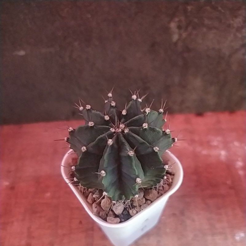 Jual cactus Gymno mihanovichi hybrid Kaktus Miha hibrid 3 Ribs unik ...