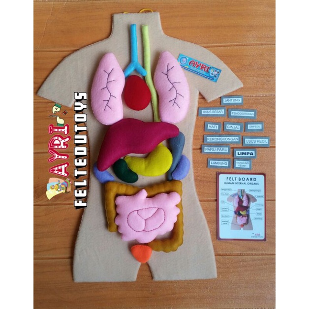 Jual Mainan Edukasi Anatomi human body organ tubuh dari kain flanel ...