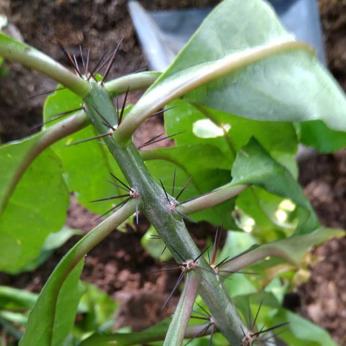 Ini Dia! 16+ Tanaman Bunga Jarum Tujuh Bilah Kekinian - Informasi ...