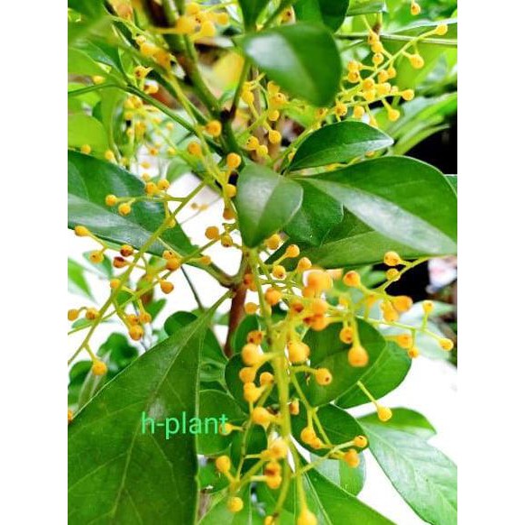 Jual Pusat Benih Tanaman. Bibit Pohon Culan-Pacar Cina-Kemuning Cina ...