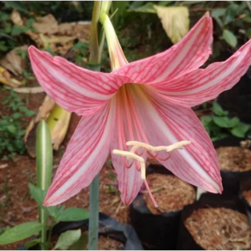 Jual Tanaman Hias Bakung Amarilys Bunga Pink -Tanaman hidup-tanaman ...