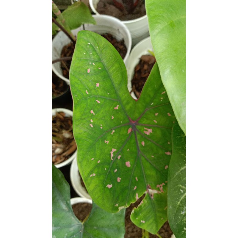 Jual Anakan caladium clavatum sp gunung salak | Shopee Indonesia