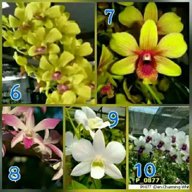 Jual Seedling anggrek Dendrobium hybrid bunga bulat | Shopee Indonesia