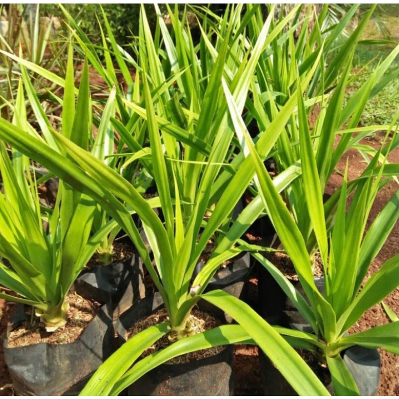 Jual tanaman pandan bali tinggi 35cm | Shopee Indonesia