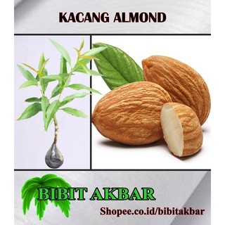 Jual Bibit Tanaman Kacang Almond | Shopee Indonesia