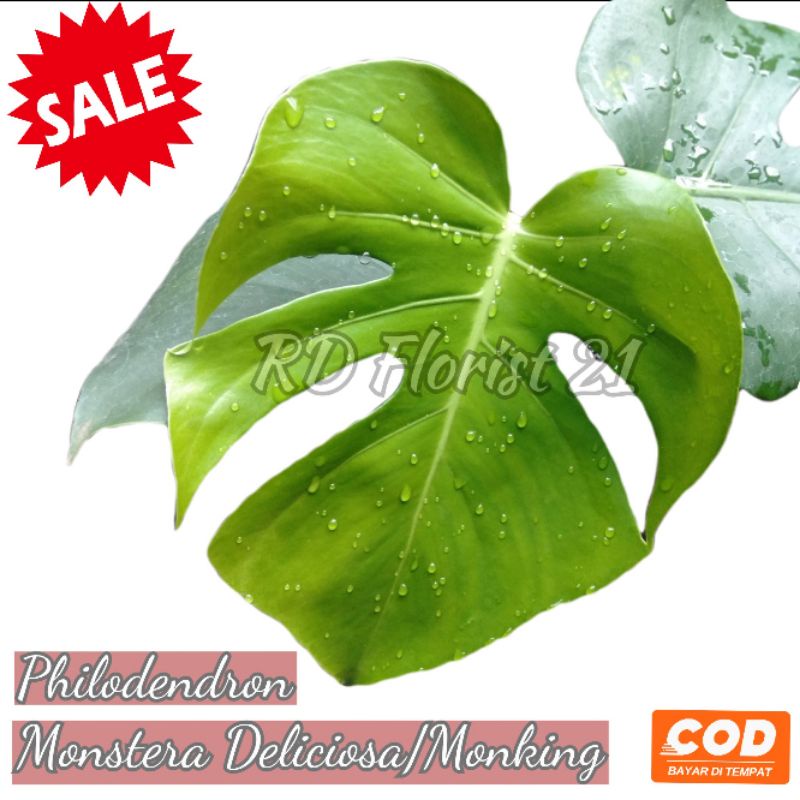 Jual monstera / Deliciosa dan Borsigiana / Monstera king / Monking ...