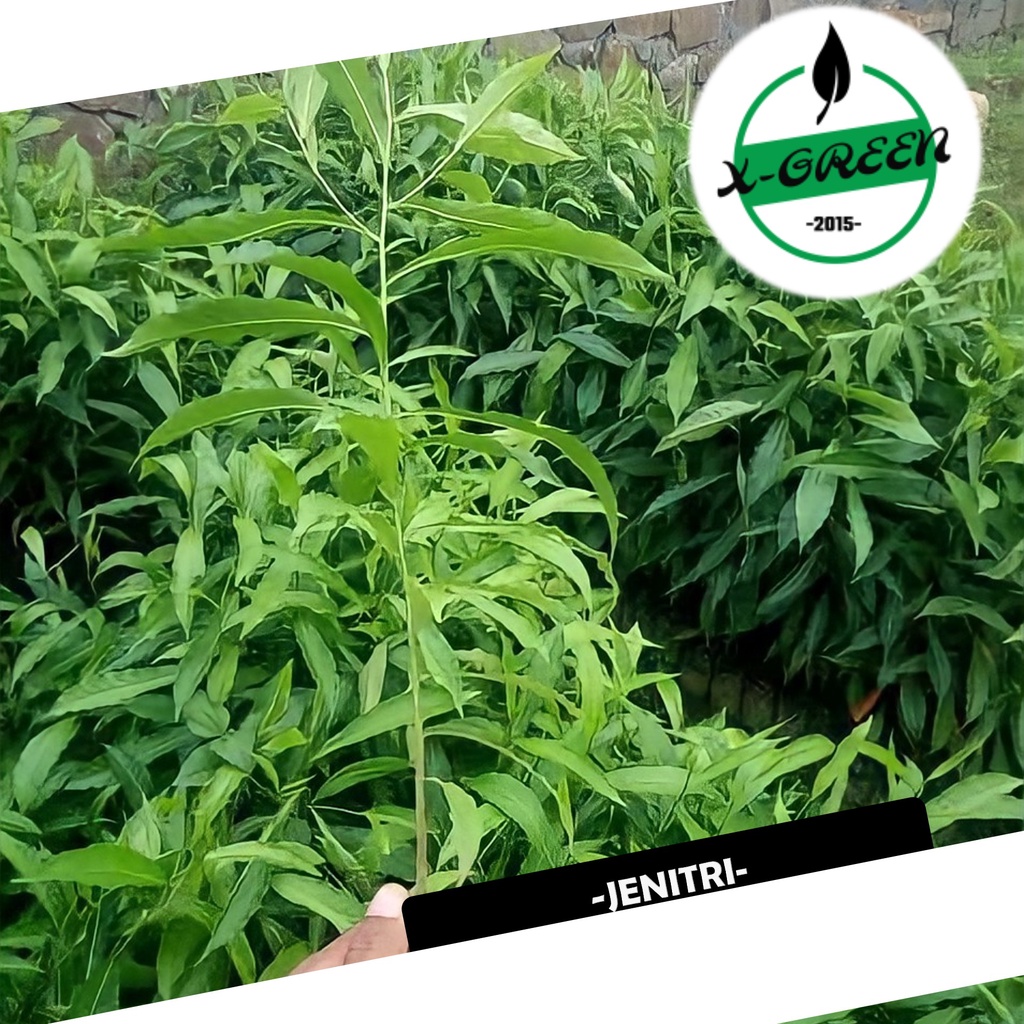 Jual Pohon Jenitri / Genitri - (X-Green) | Shopee Indonesia