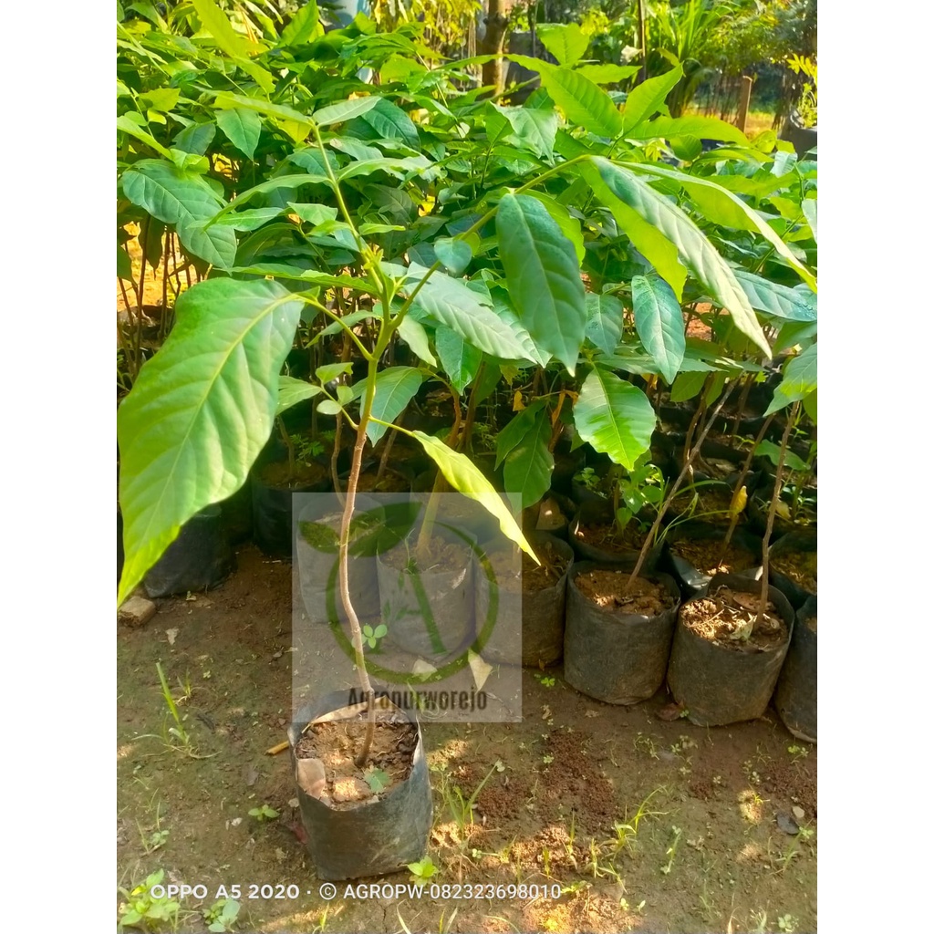 Jual Hemat-Bibit Tanaman Kayu Majegau I majagau I Mejegau - Tanaman ...