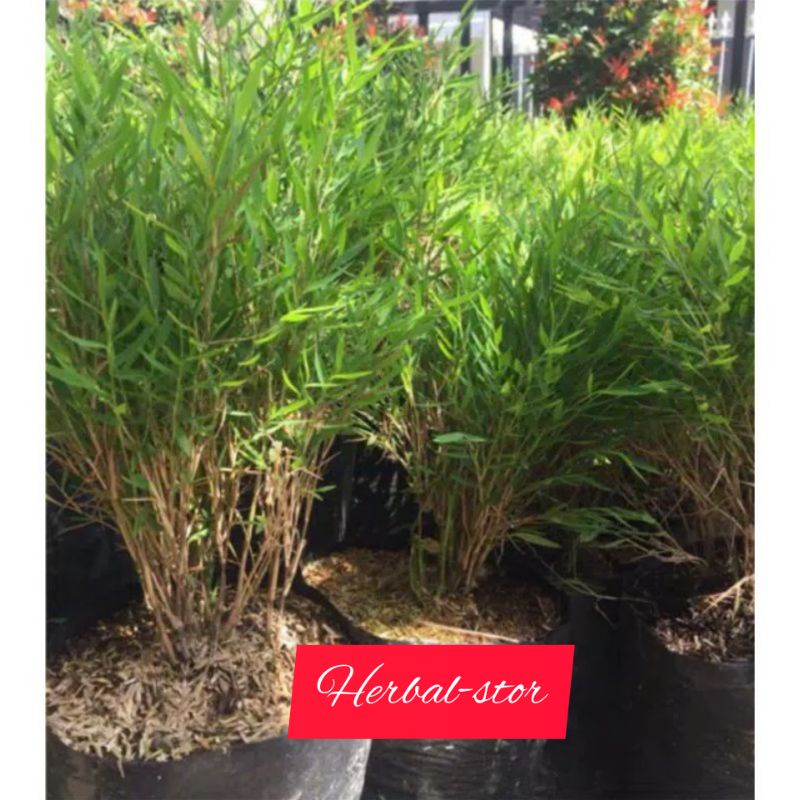 Jual tanaman hias bambu mini / bambu jepang mikro | Shopee Indonesia