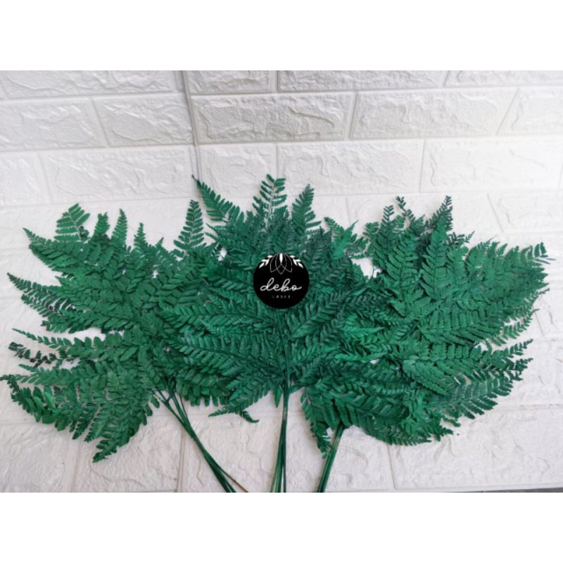 Jual Daun Pakis Kering 5 Pcs | Shopee Indonesia