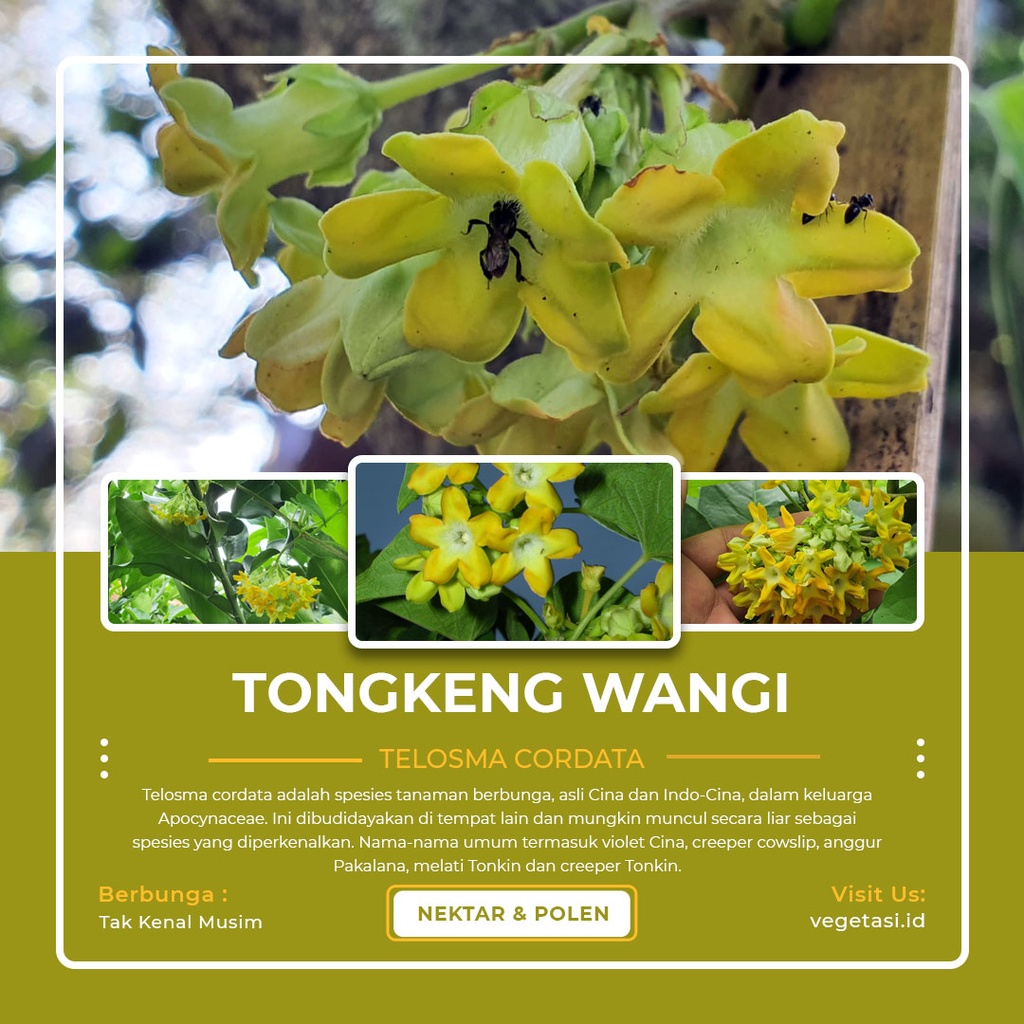 Jual Bibit Bunga Tongkeng Wangi / Tongkeng Melati / Telosma Cordata ...