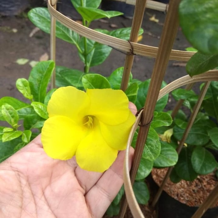 Jual Tanaman hias Alamanda | tanaman rambat | Alamanda rambat bunga ...