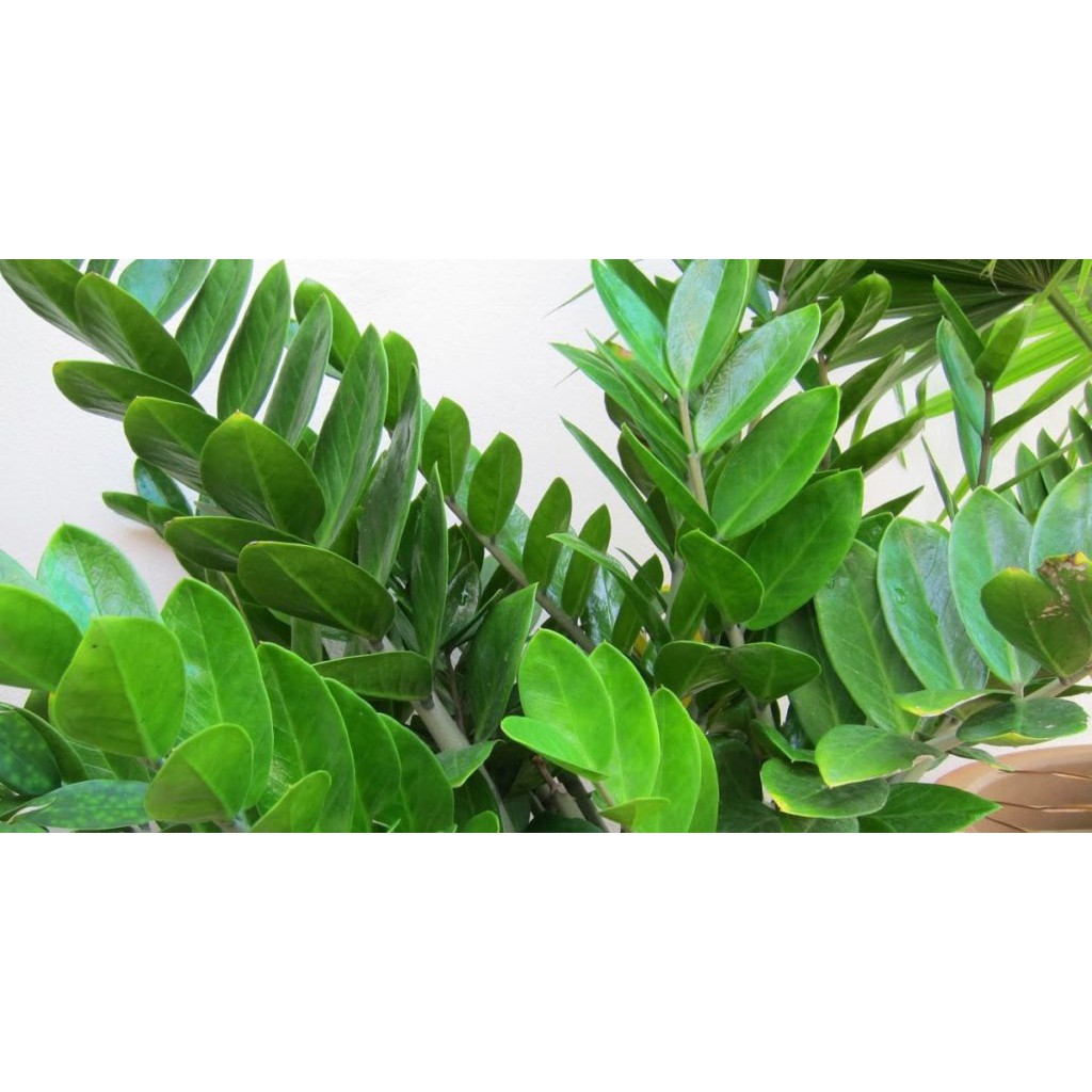 Jual Pohon zamia dolar - tanaman hias zamia dolar - Pohon dolar ...