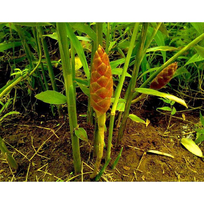 45+ Gambar Tanaman Bangle Kekinian - Informasi Seputar Tanaman Hias