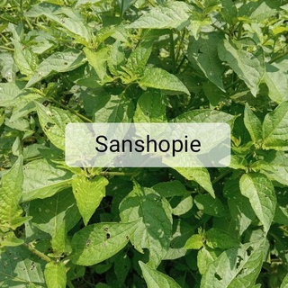 Jual Daun Ranti Atau Daun Leunca Hutan Segar Per 1 Kg | Shopee Indonesia