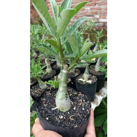 Jual adenium tumpuk | Shopee Indonesia